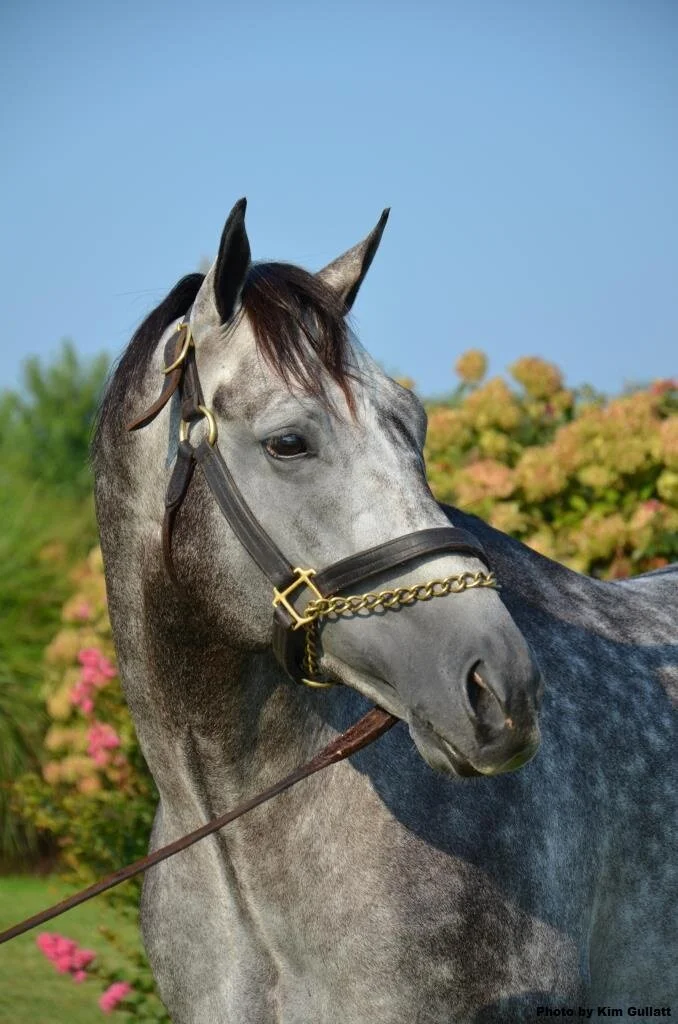 Sequel New York | New York's Premier Stallion Roster