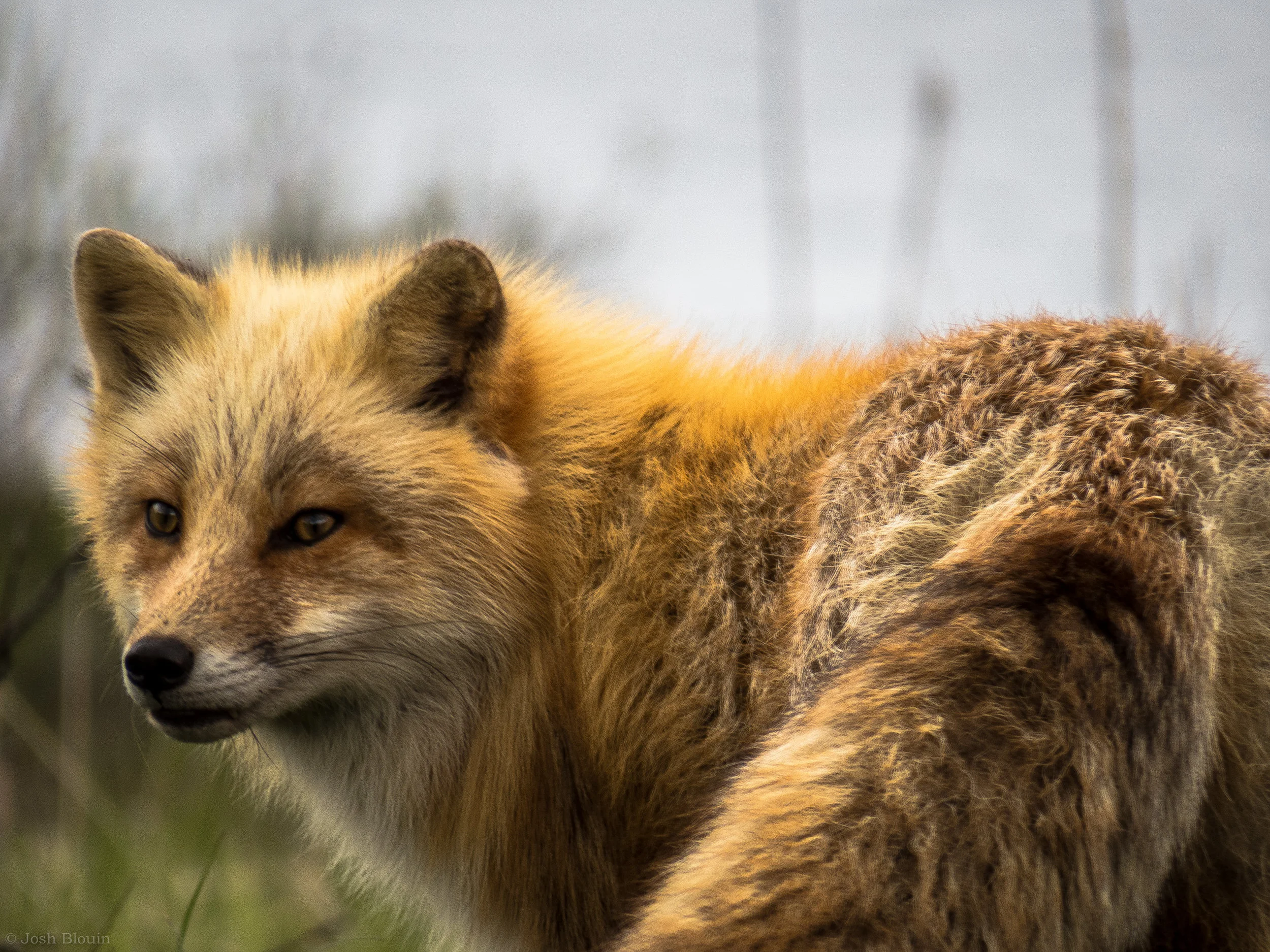 Alaska Wildlife — Josh Blouin Photography