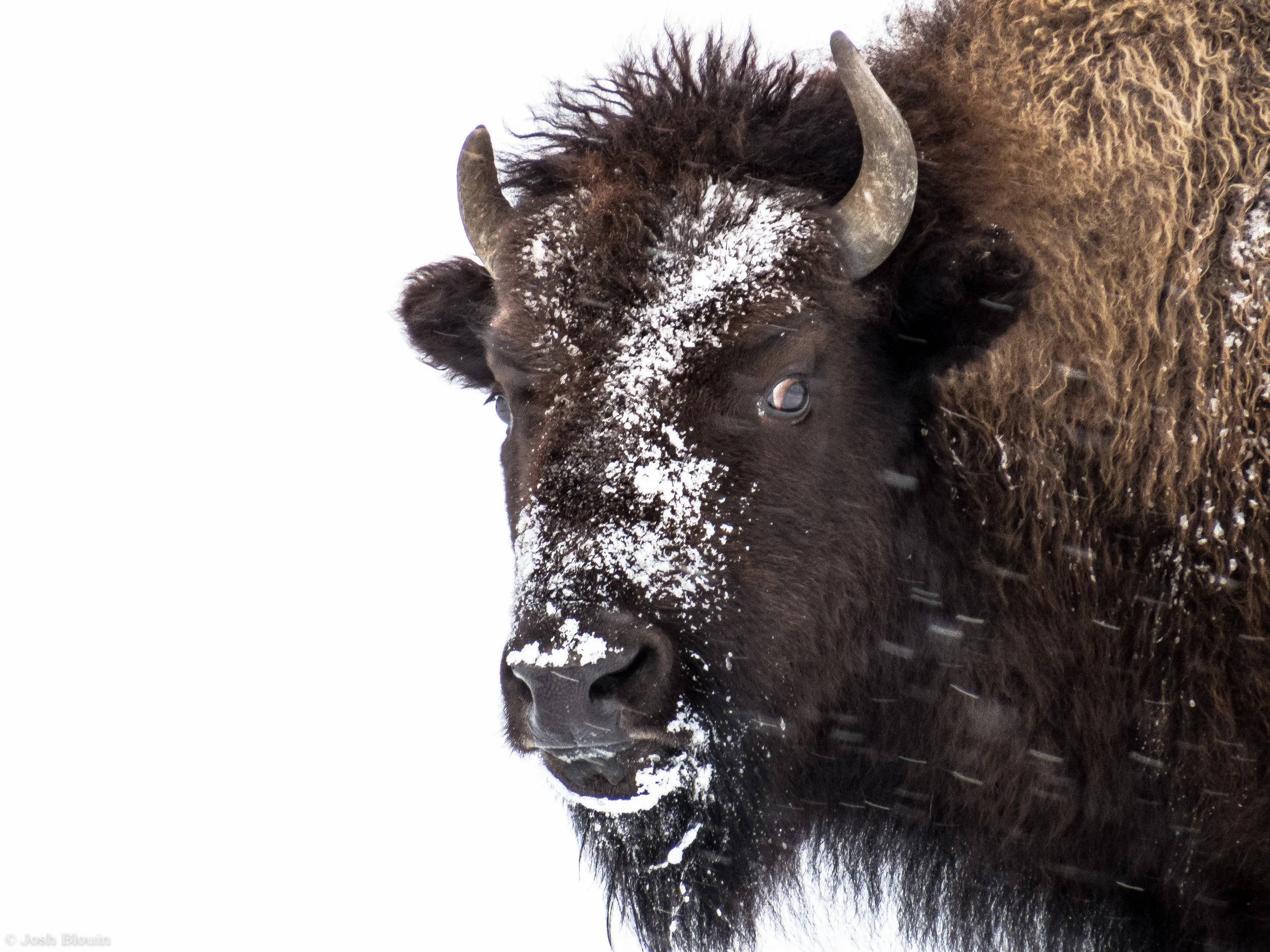 Montana Wildlife — Josh Blouin Photography