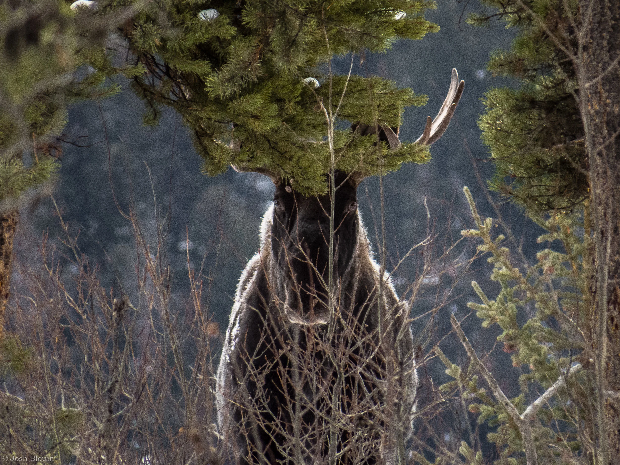 Montana Wildlife — Josh Blouin Photography
