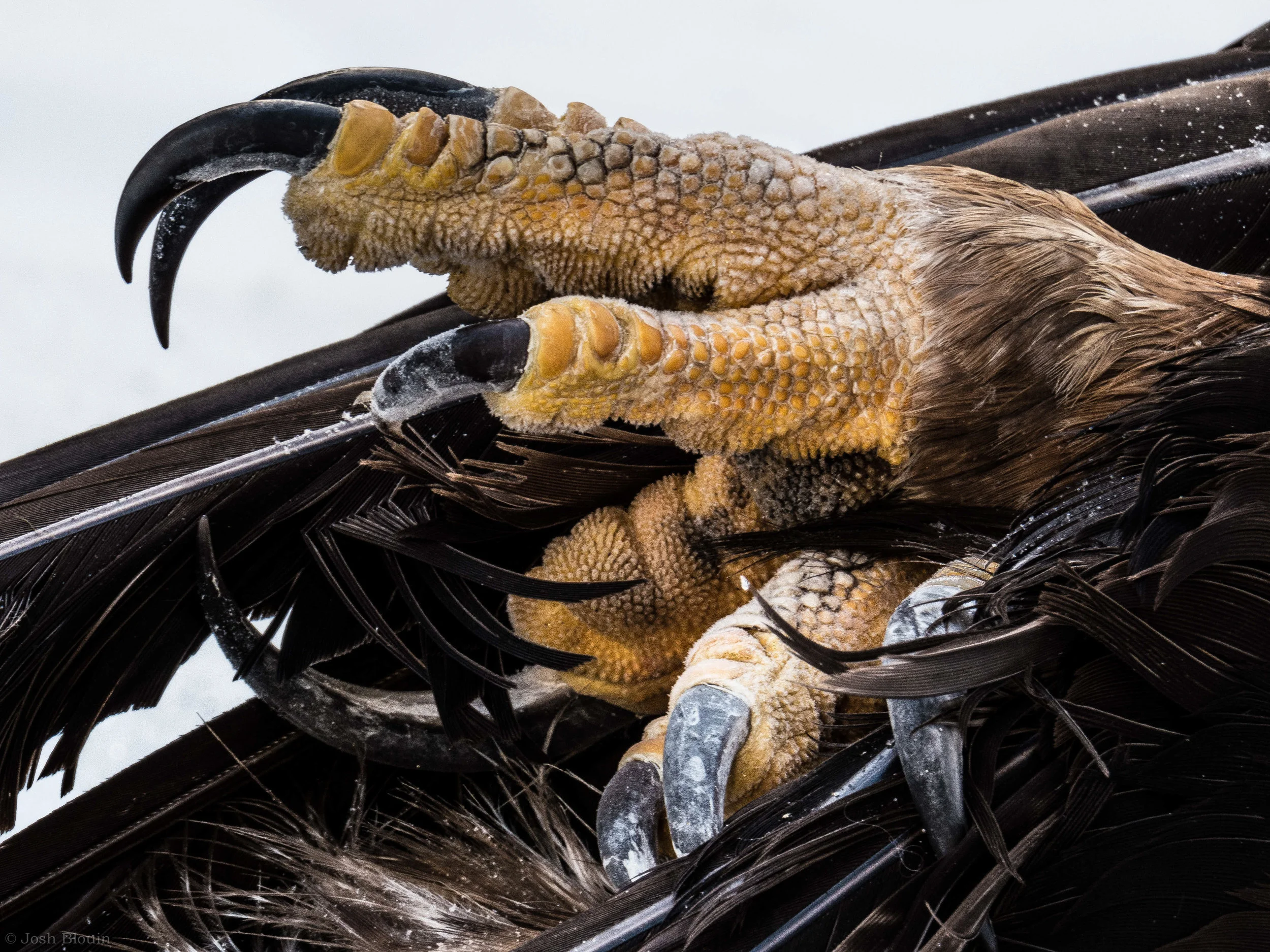 Montana Wildlife — Josh Blouin Photography