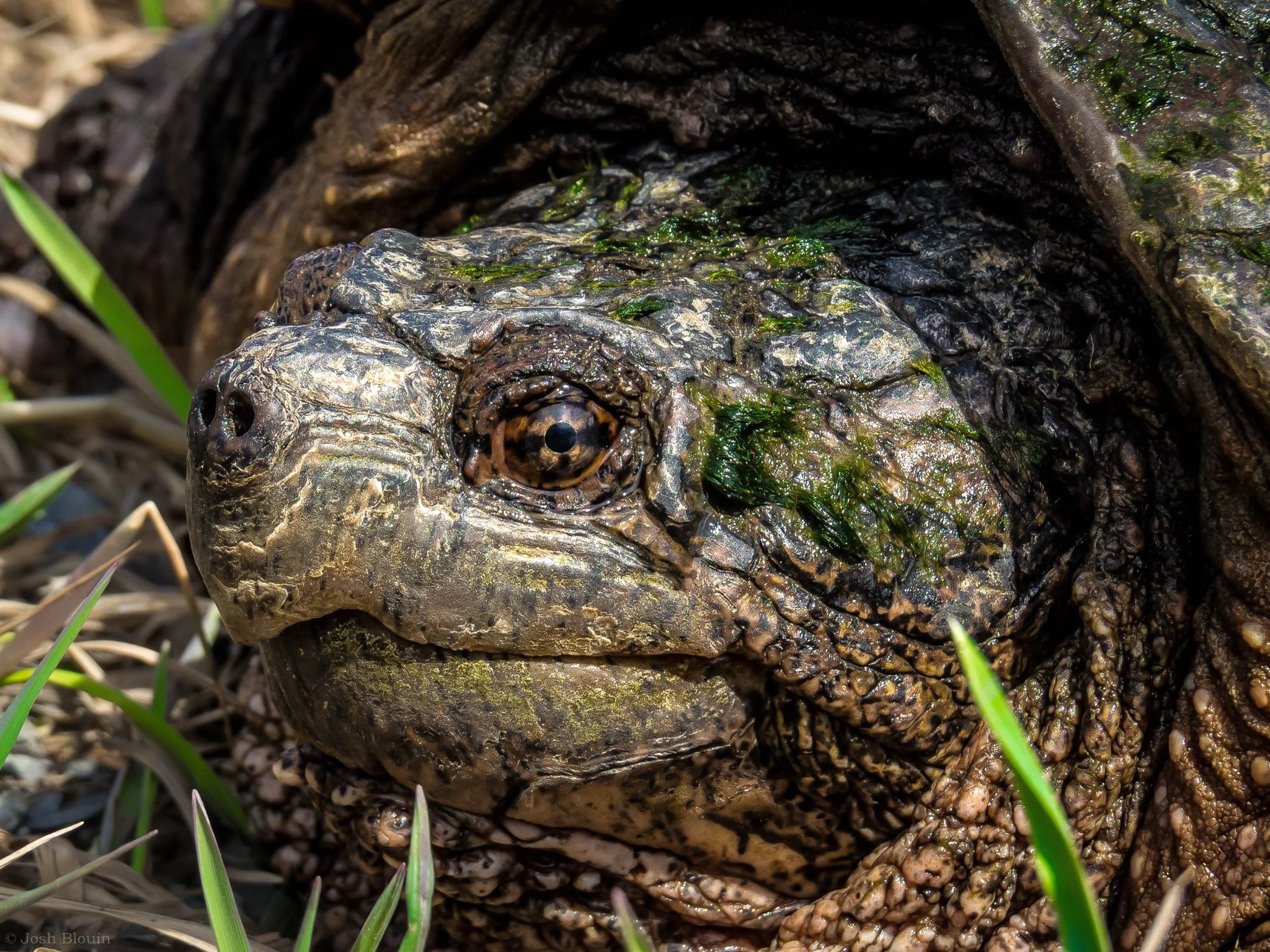 Vermont Wildlife — Josh Blouin Photography