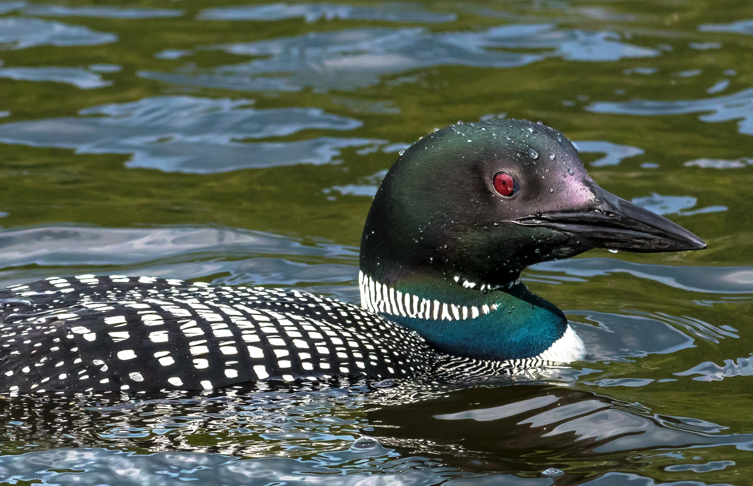 Vermont Wildlife — Josh Blouin Photography