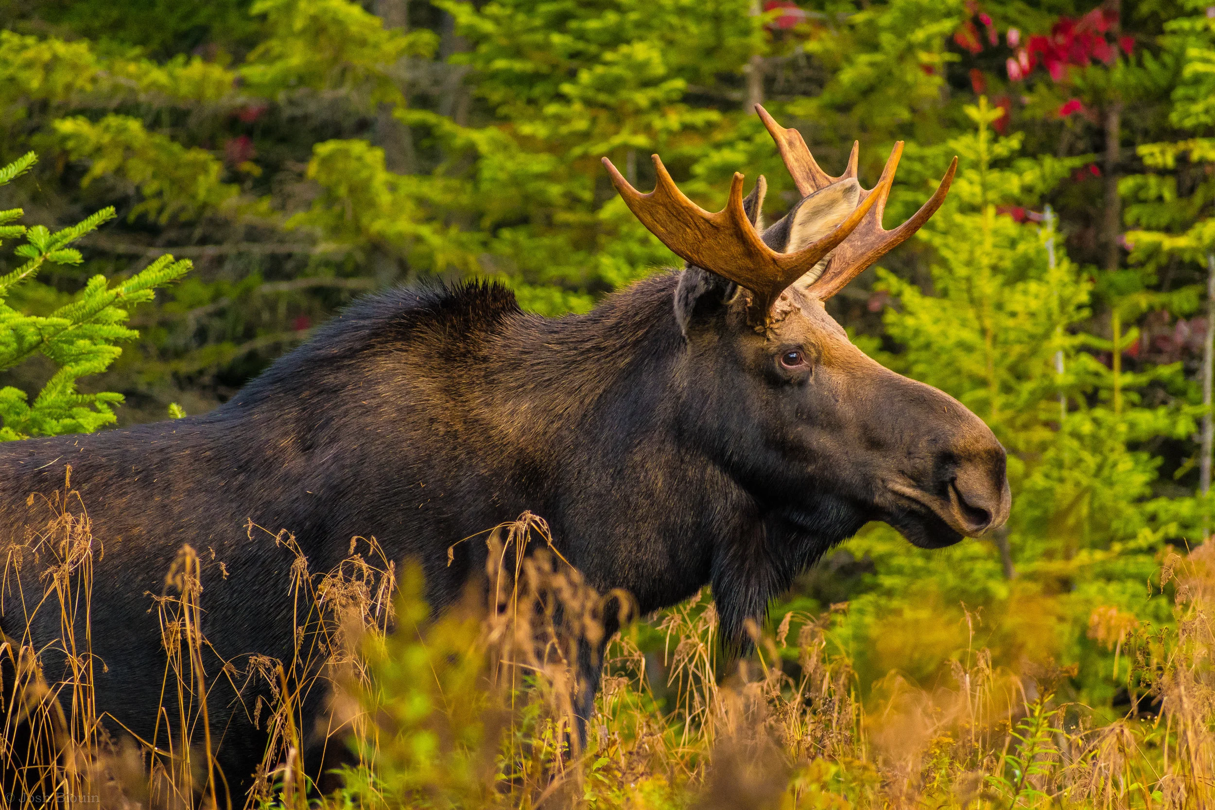 Vermont Wildlife — Josh Blouin Photography