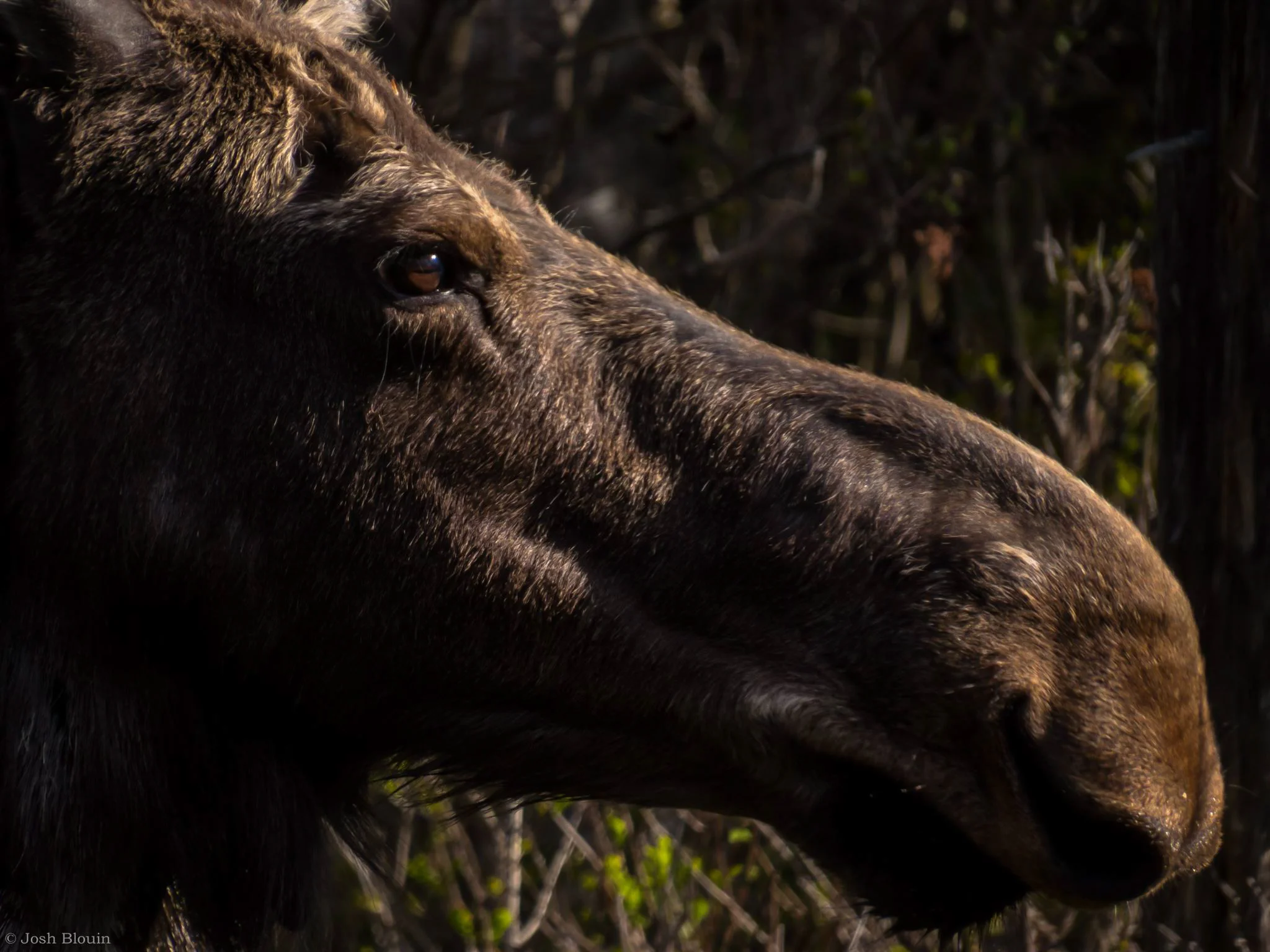 Vermont Wildlife — Josh Blouin Photography