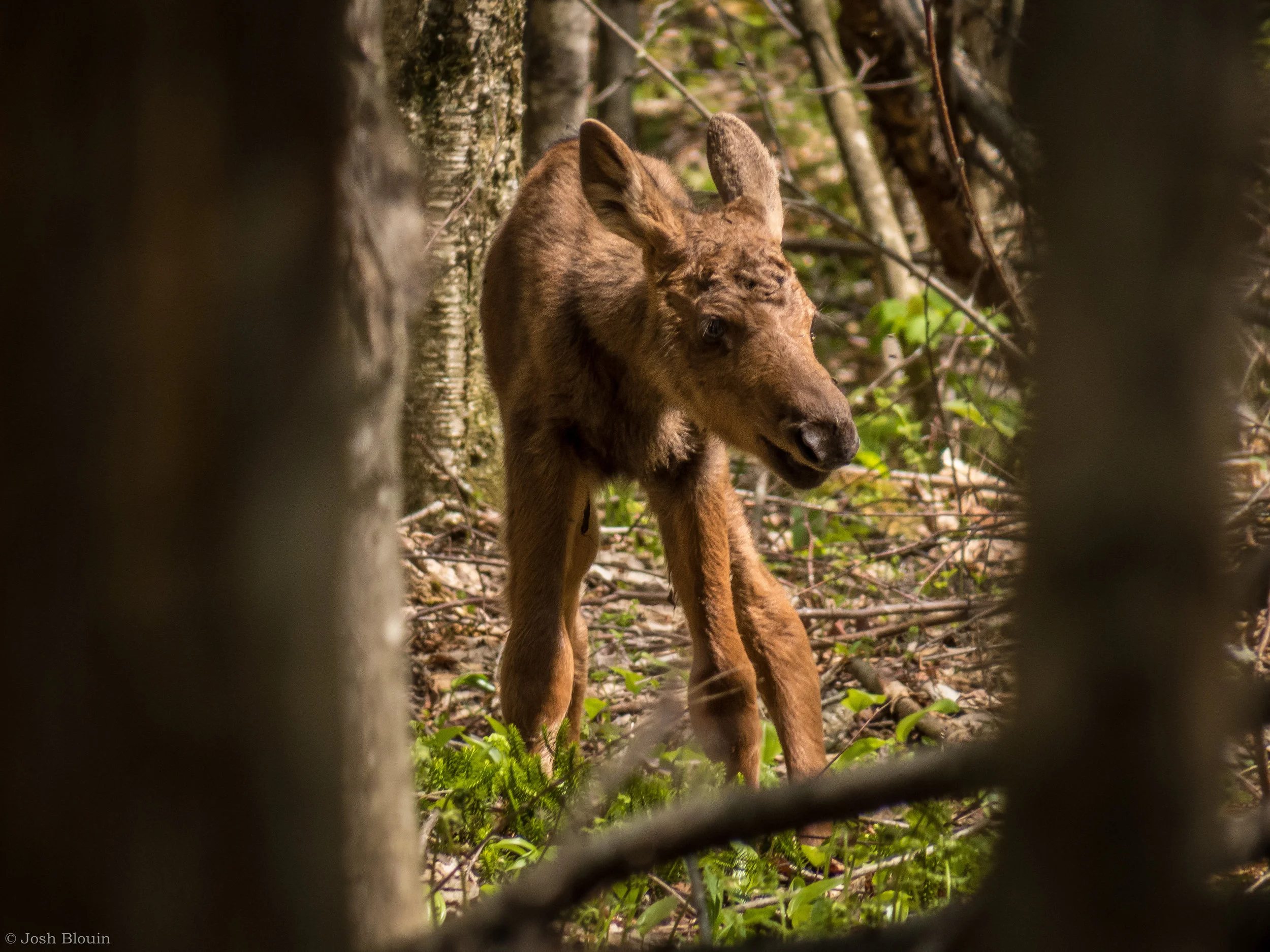 Vermont Wildlife — Josh Blouin Photography