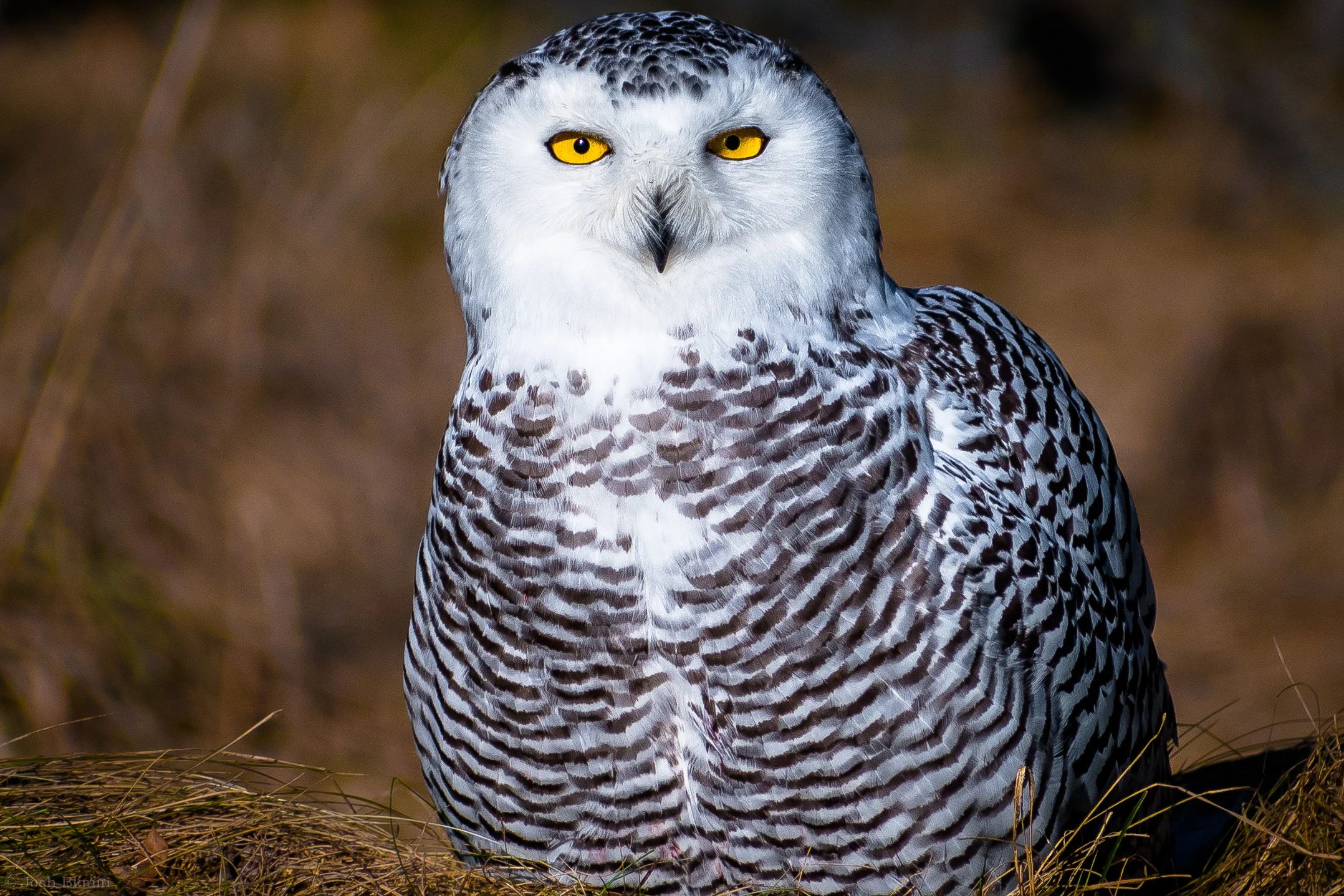 Vermont Wildlife — Josh Blouin Photography