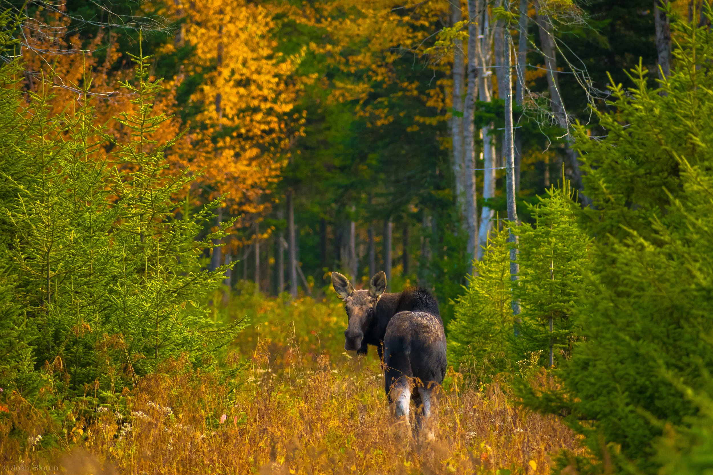Vermont Wildlife — Josh Blouin Photography