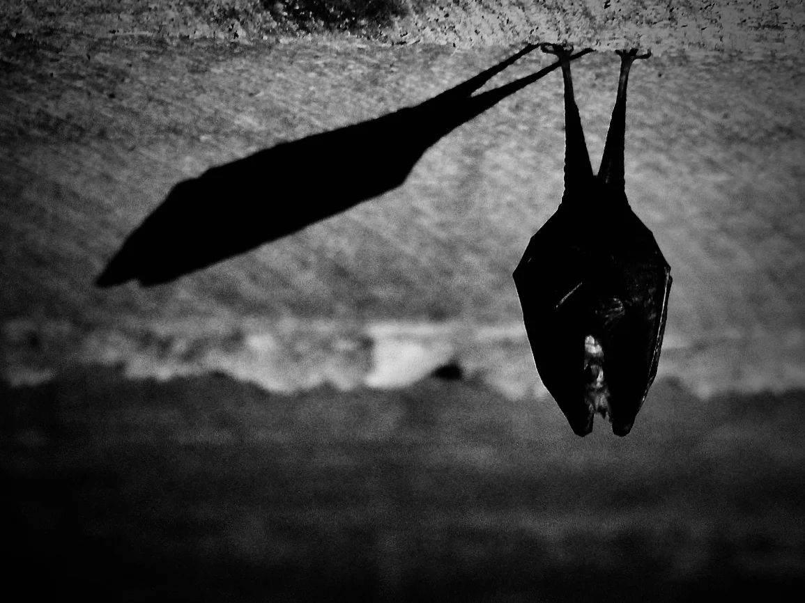 POPQuiz #2: Powers of V – Vlad the Impaler, The Vampire Index, and ...