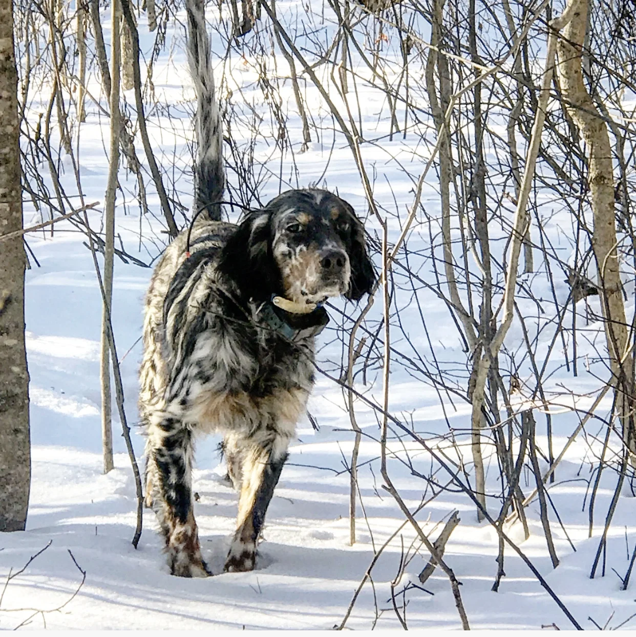 PHOTOS — KYLE WARREN DOGS