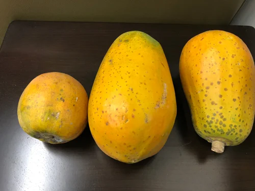 Papaya Fruit Size