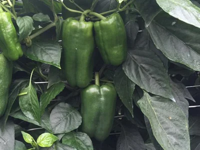 Lamuyo Peppers — Aruba Seed
