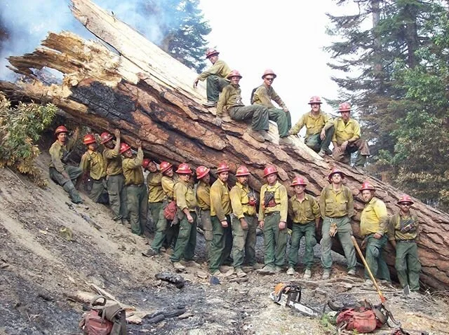 Grayback Forestry — Grayback Forestry