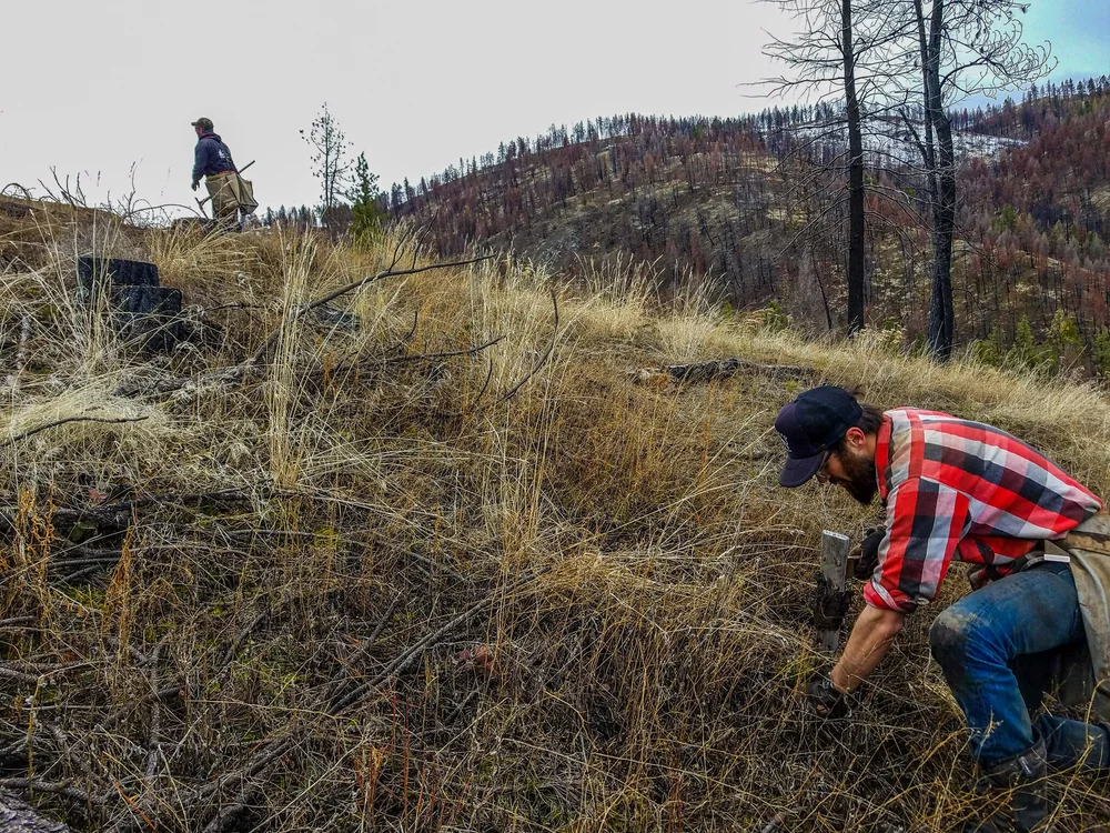 Restoration & Forest Management — Grayback Forestry