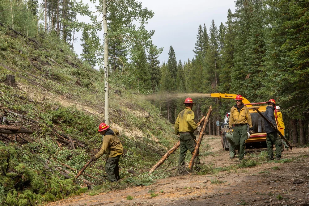 Restoration & Forest Management — Grayback Forestry