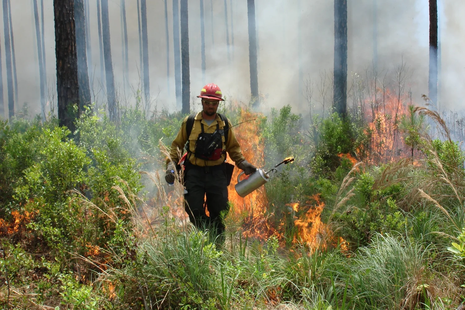 Grayback Forestry