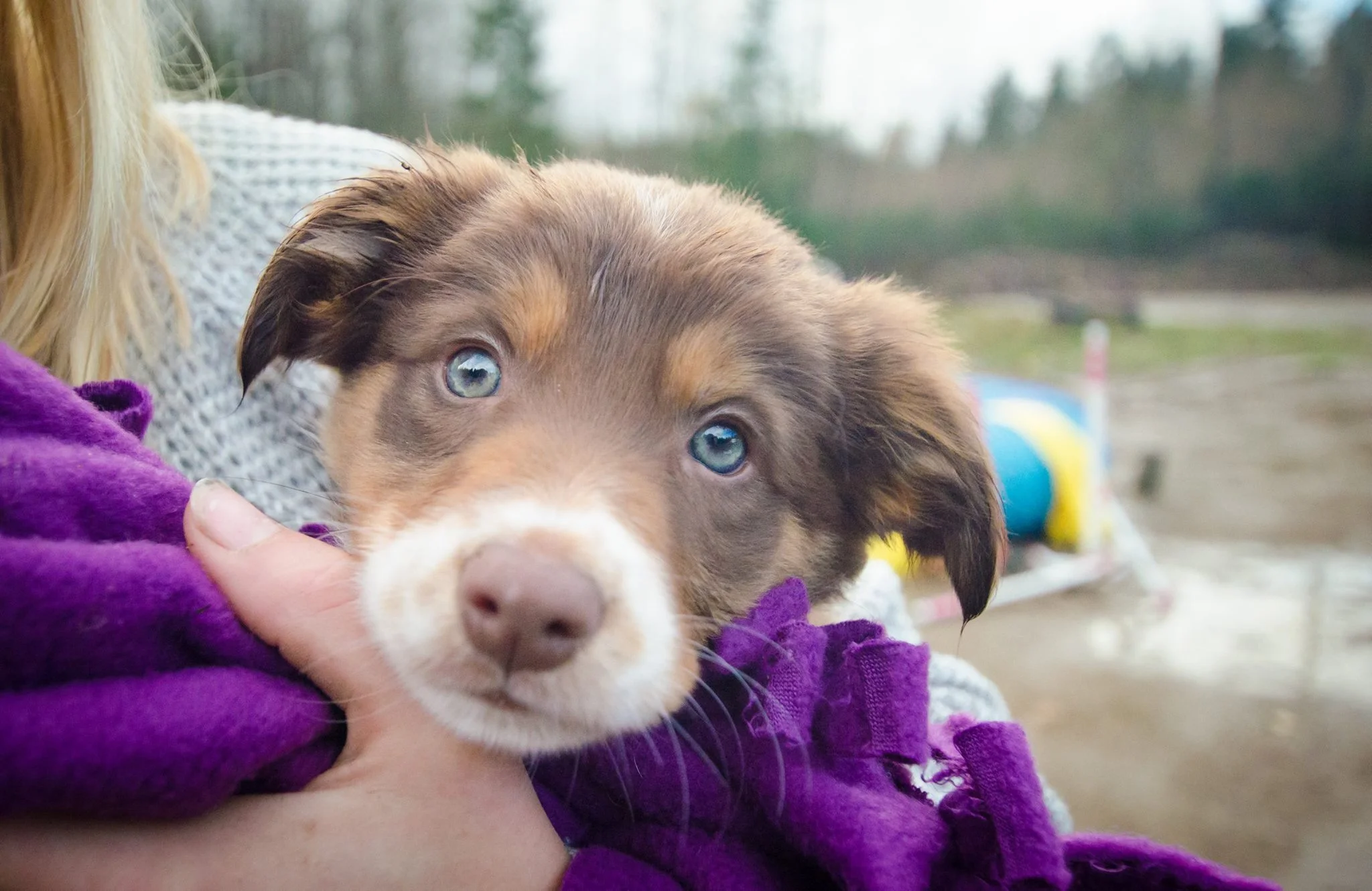 Puppy Foundations Training Q It Dog Training puppy-foundations-training-q-it-dog-training