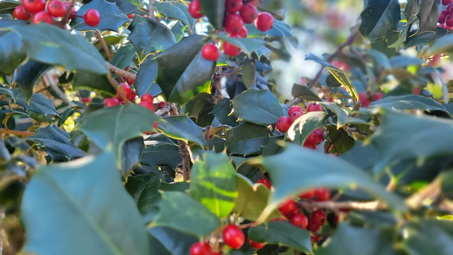 Catalog — Holly Ridge Nursery