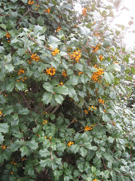 FAQ — Holly Ridge Nursery