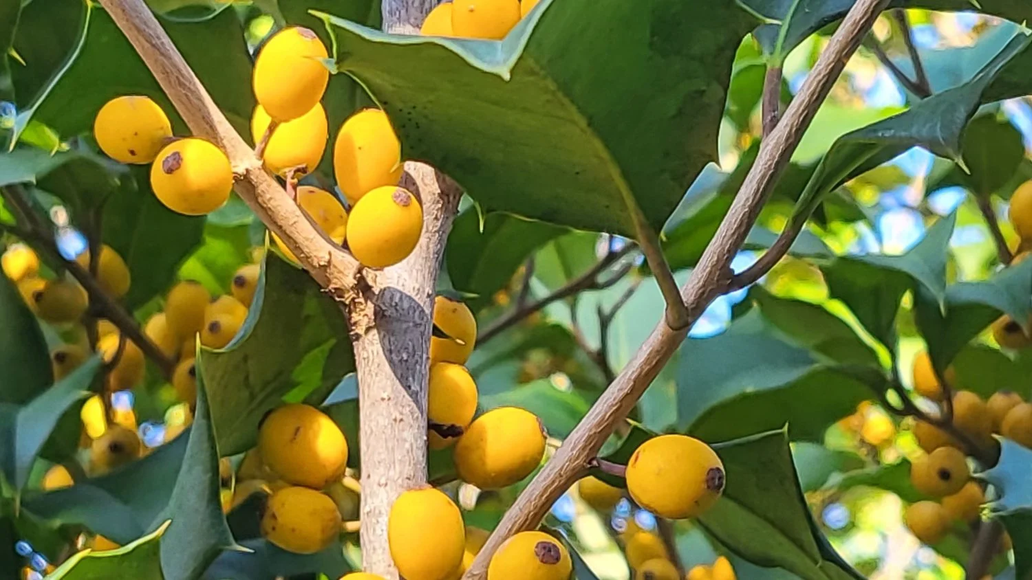 Catalog — Holly Ridge Nursery