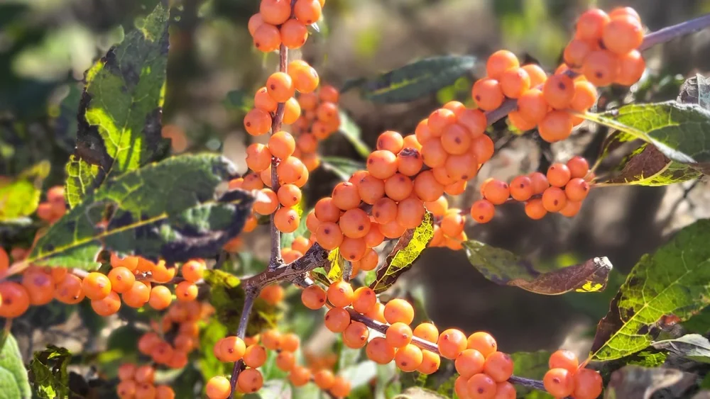 Catalog — Holly Ridge Nursery