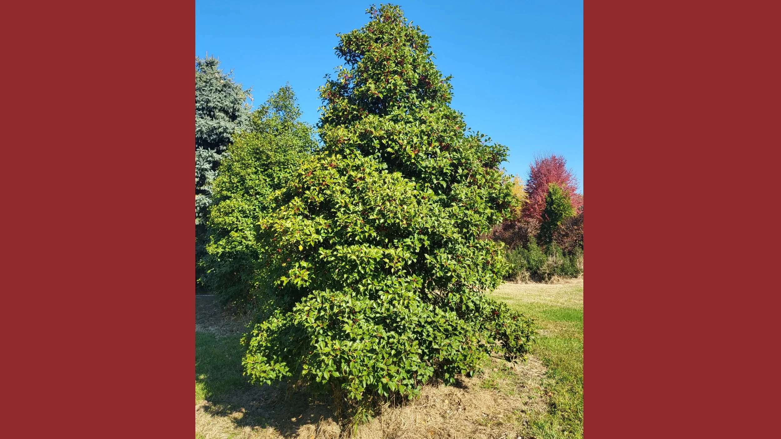 Catalog — Holly Ridge Nursery