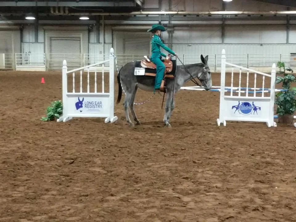 Oklahoma Pinto Horse Association