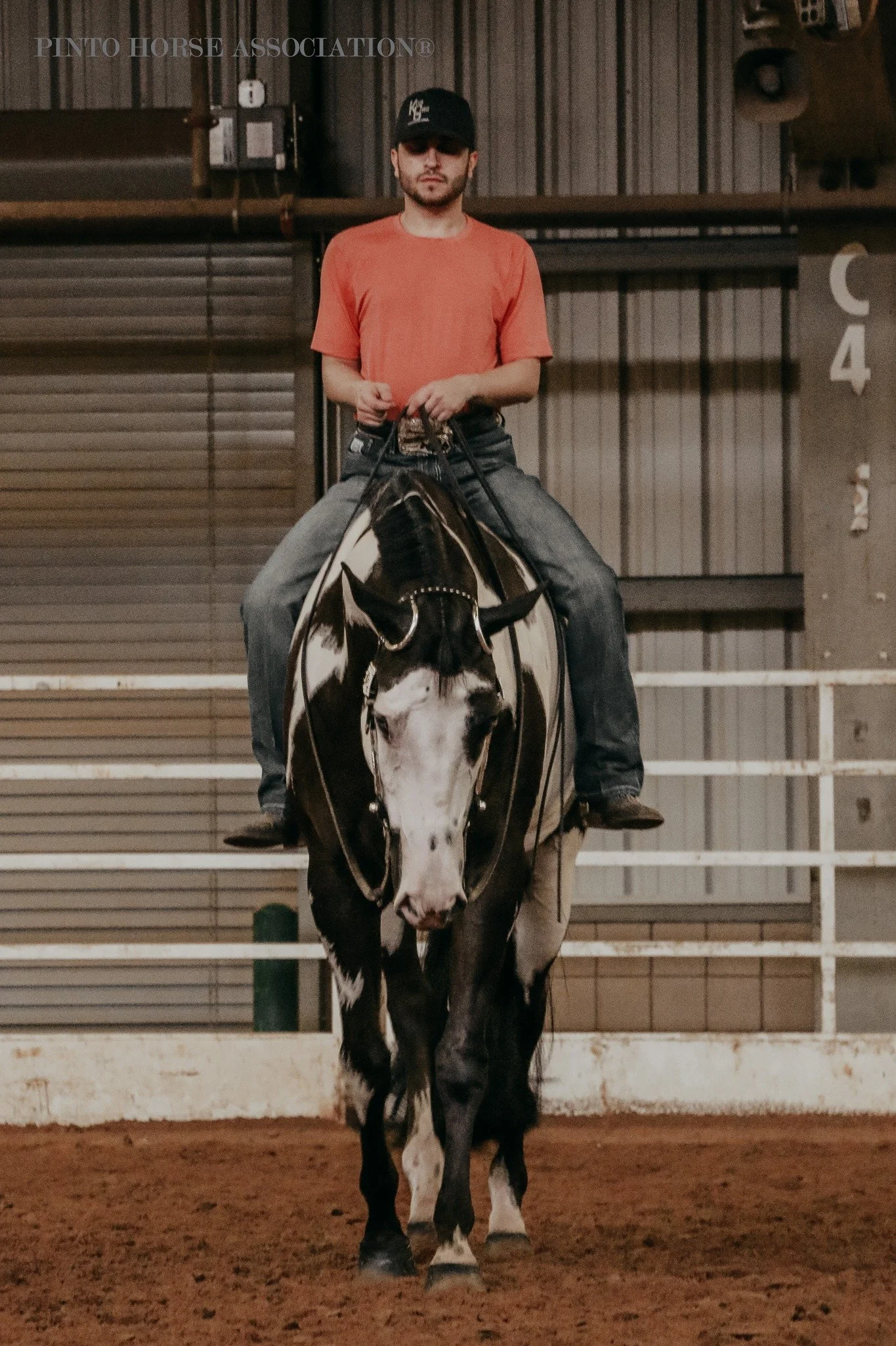 Oklahoma Pinto Horse Association