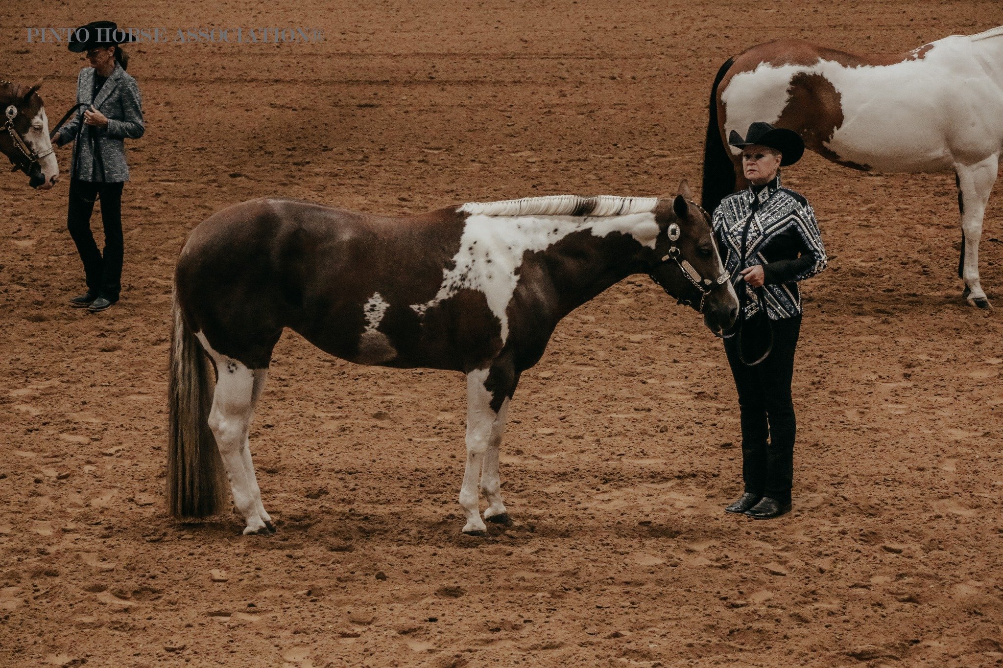 Oklahoma Pinto Horse Association
