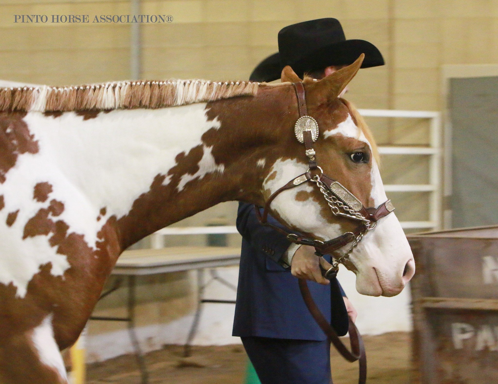 Oklahoma Pinto Horse Association