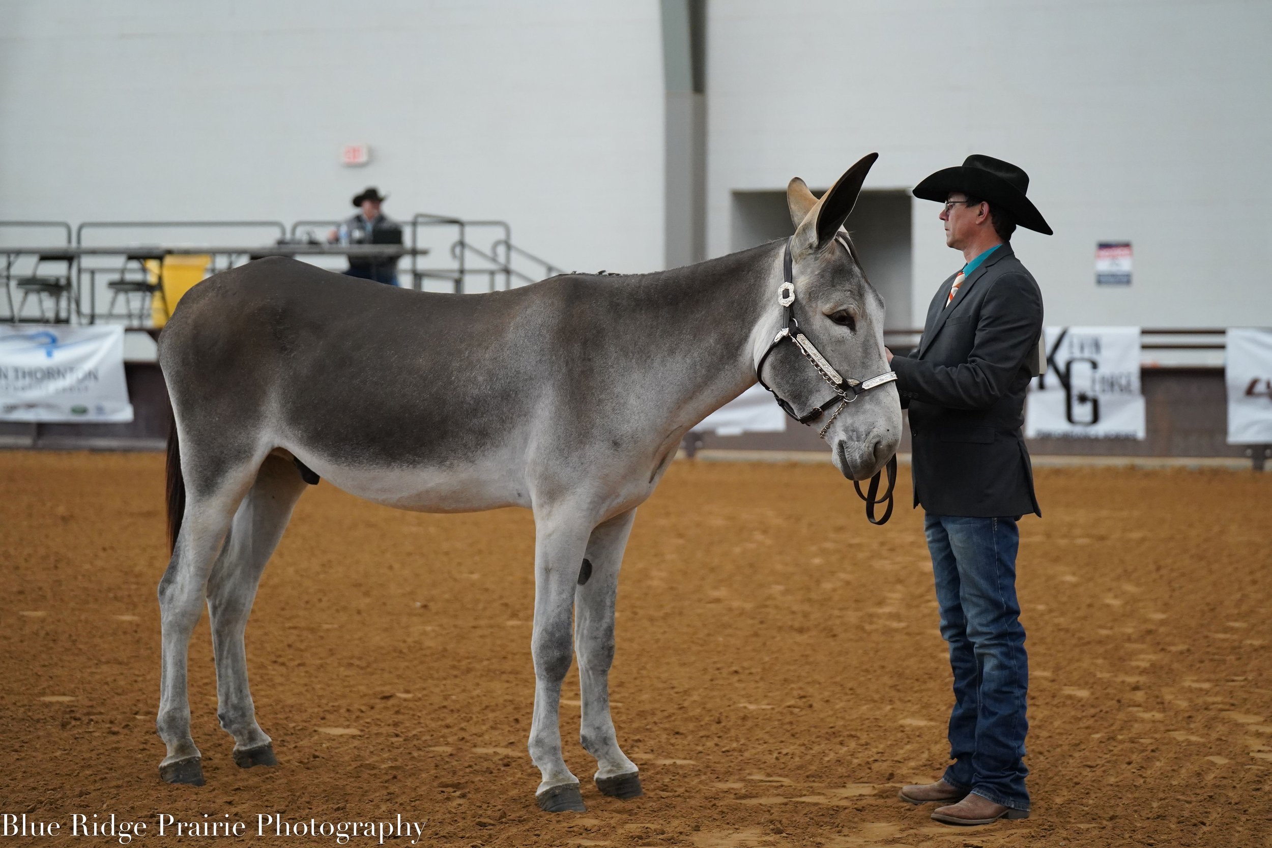 Oklahoma Pinto Horse Association