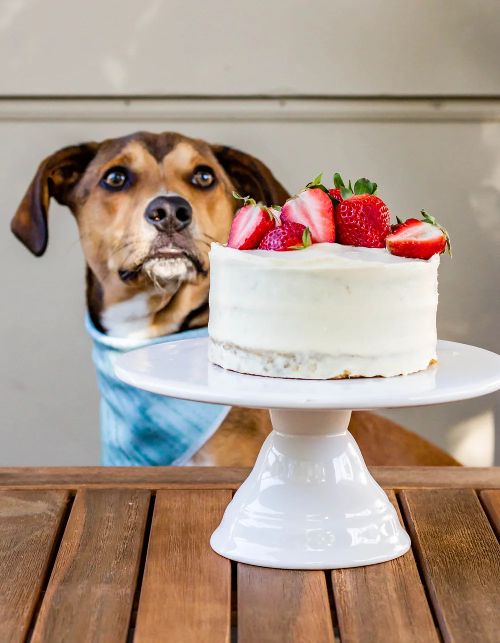 Is Meringue Powder Safe For Dogs