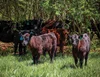 Preserving Farmland for the Future: The Story of Roberts Farm ...