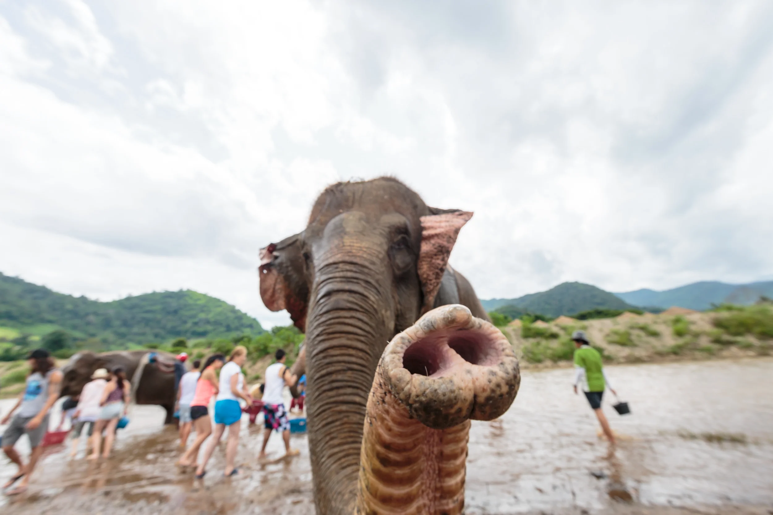 Gavin Gough · Elephant Conservation · Editorial, Humanitarian & Travel ...