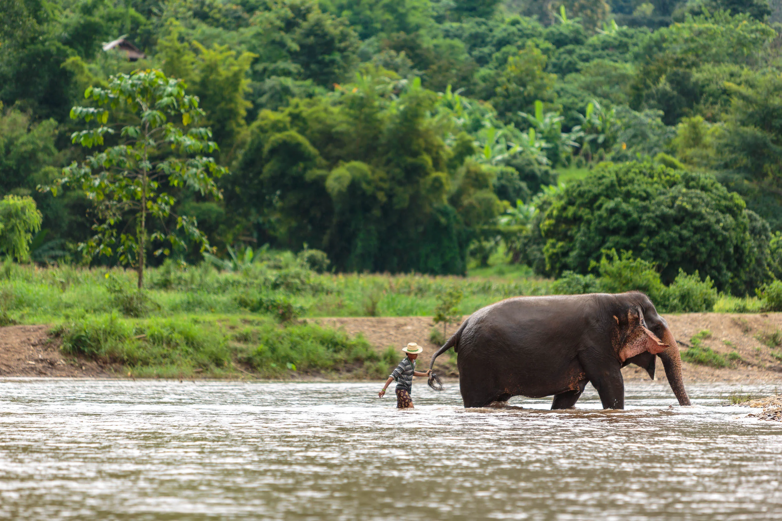 Gavin Gough · Elephant Conservation · Editorial, Humanitarian & Travel ...
