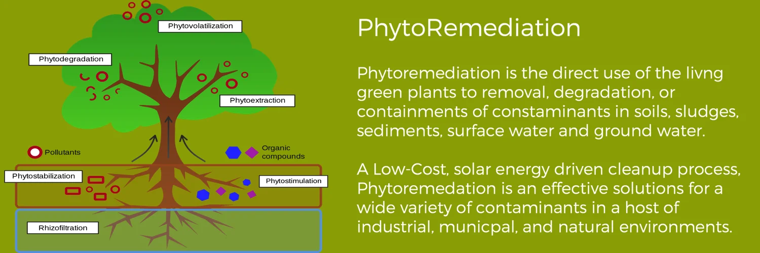 Phytoextraction Diagram