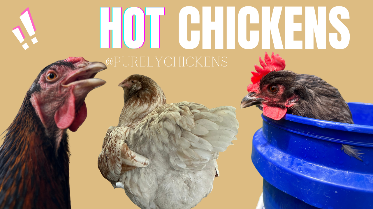 Hot Chickens! — Purely Chickens