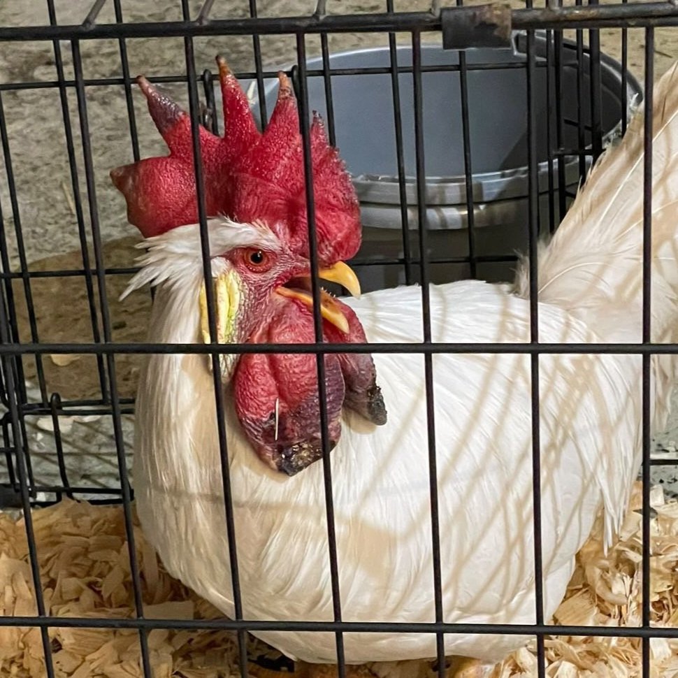 Frostbite — Purely Chickens