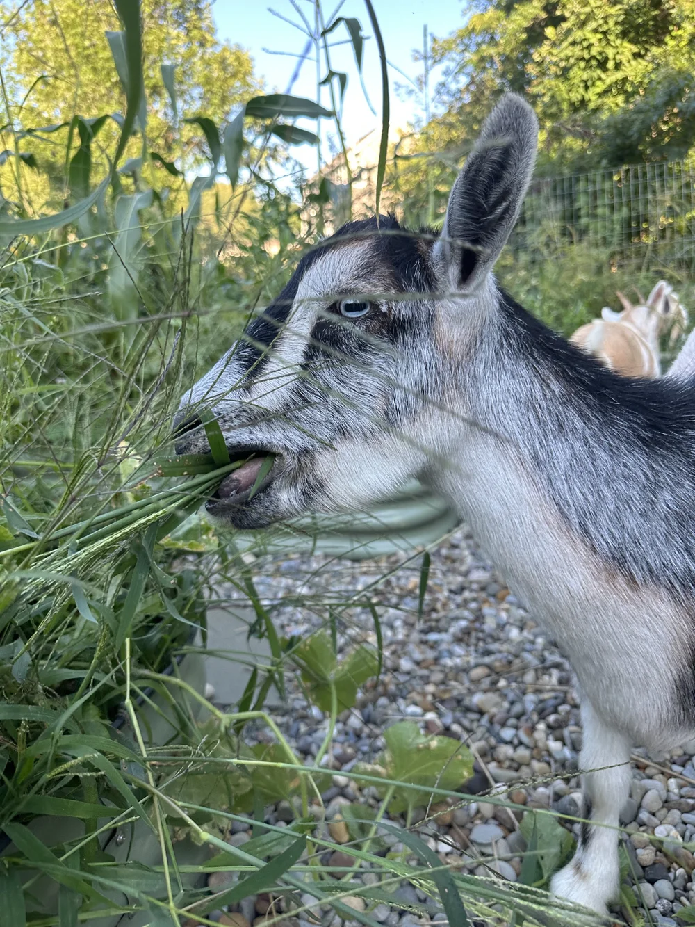 Chicken Garden — Purely Chickens