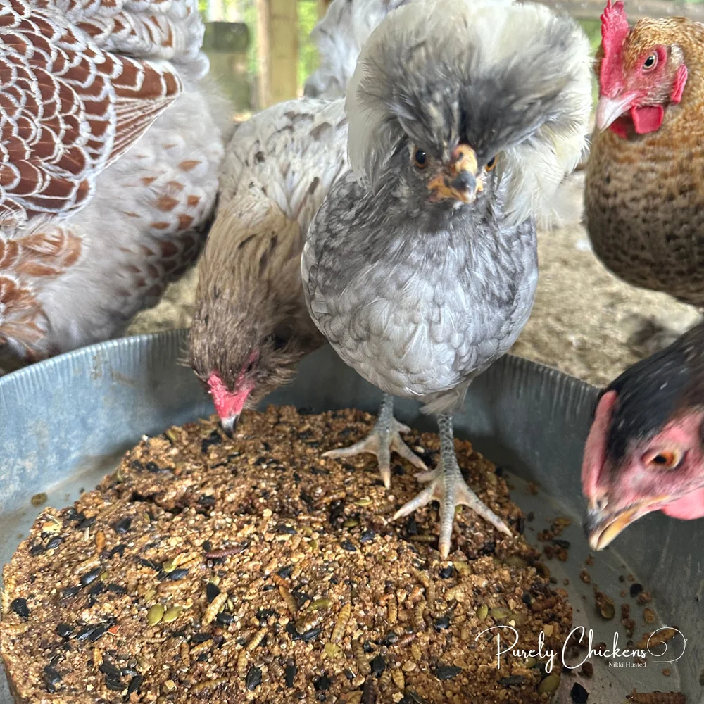 Nikki's Chick Brick — Purely Chickens