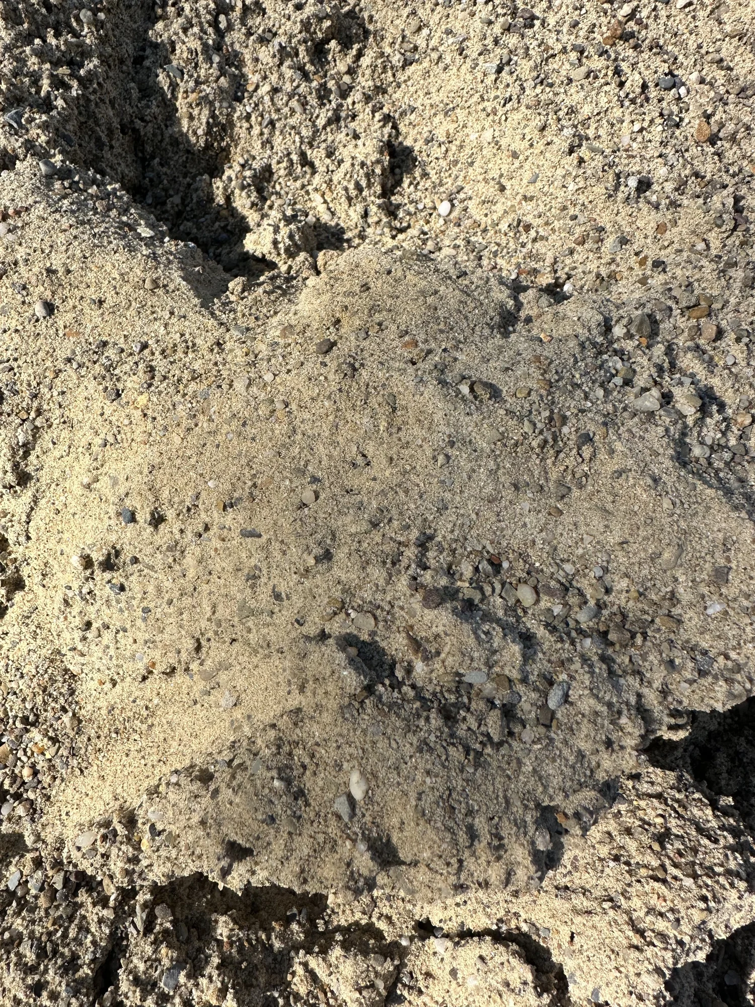 Sand and Bedding — Purely Chickens
