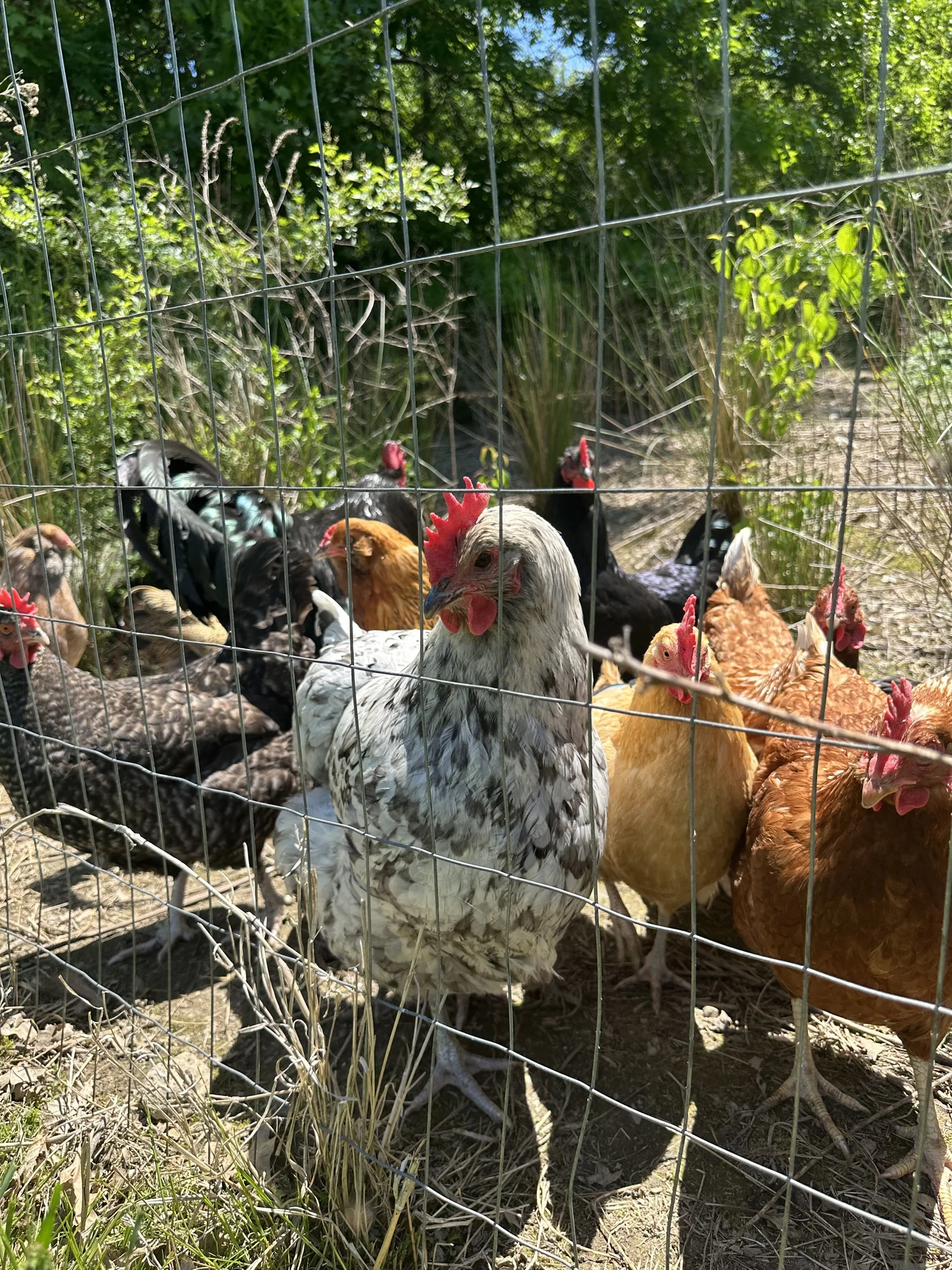 Chicken Garden — Purely Chickens