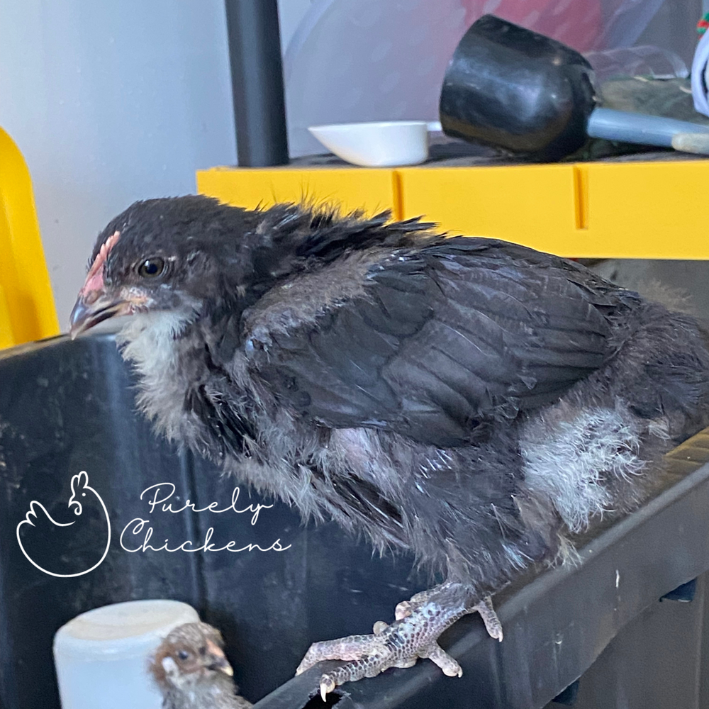 Molting — Purely Chickens