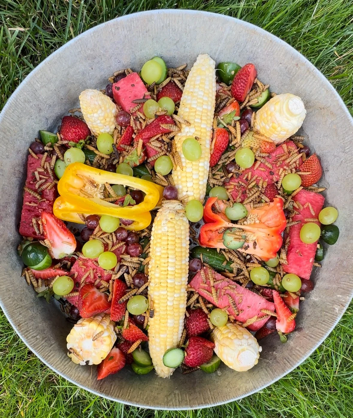 Most Recent Blog — Purely Chickens