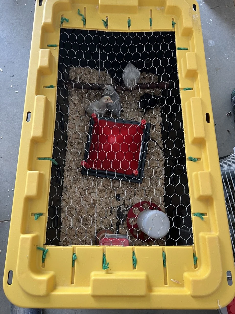 Chick Care — Purely Chickens