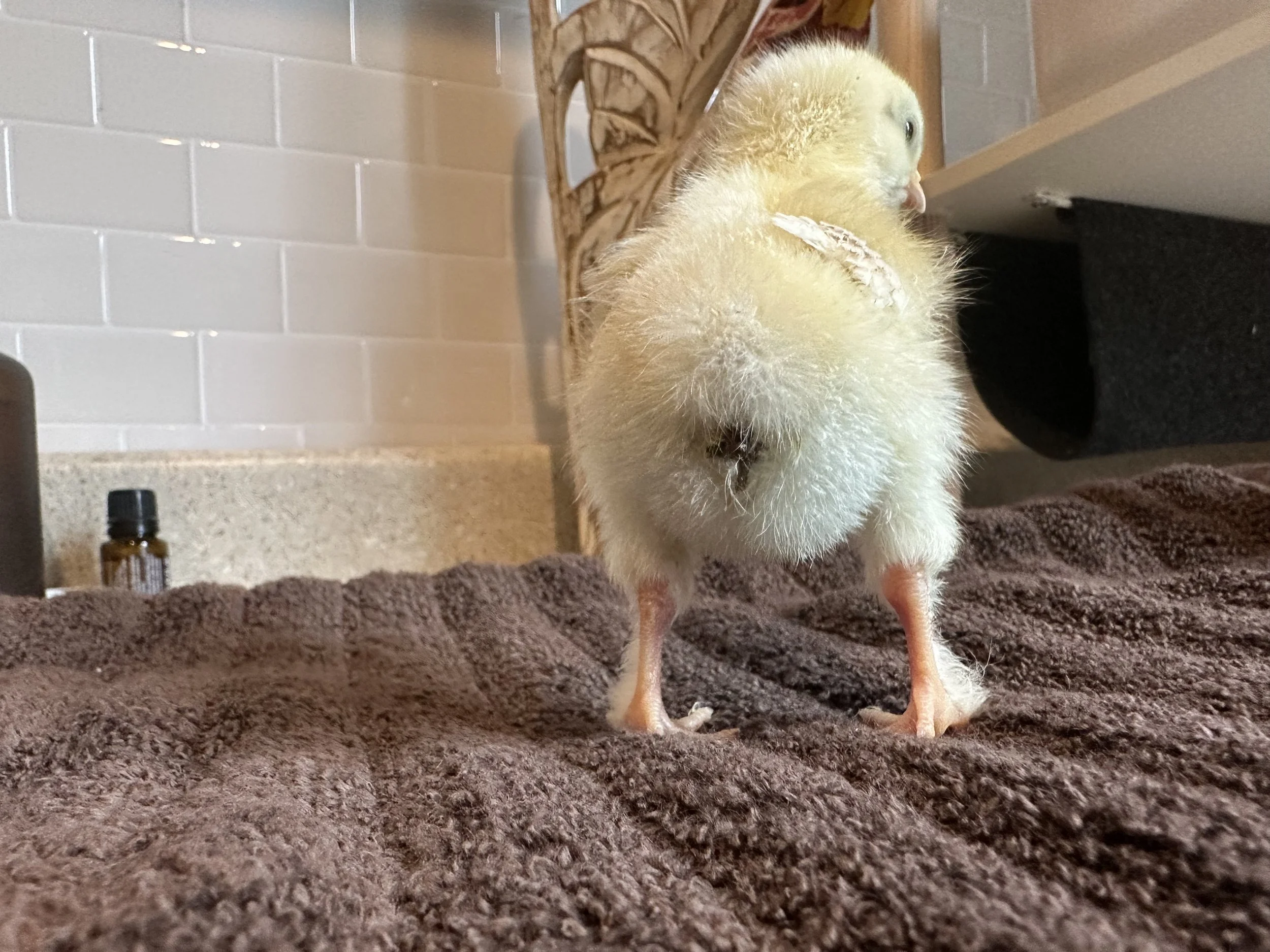Chick Issues — Purely Chickens