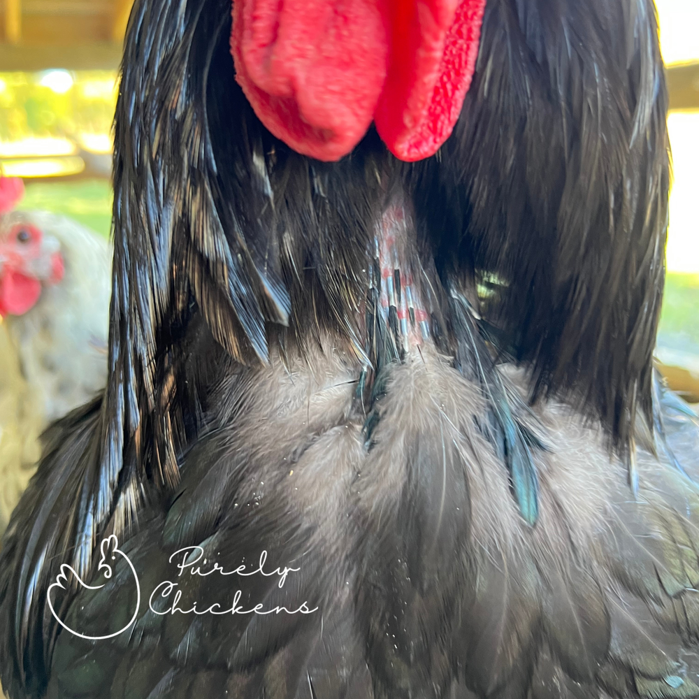 Molting — Purely Chickens