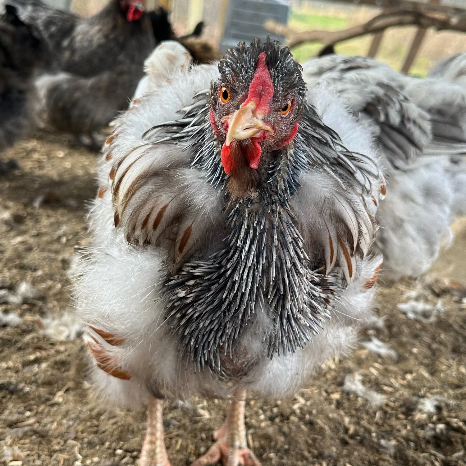 Most Recent Blog — Purely Chickens