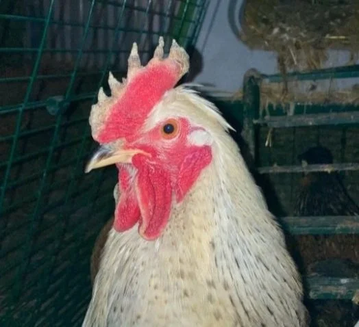 Frostbite — Purely Chickens