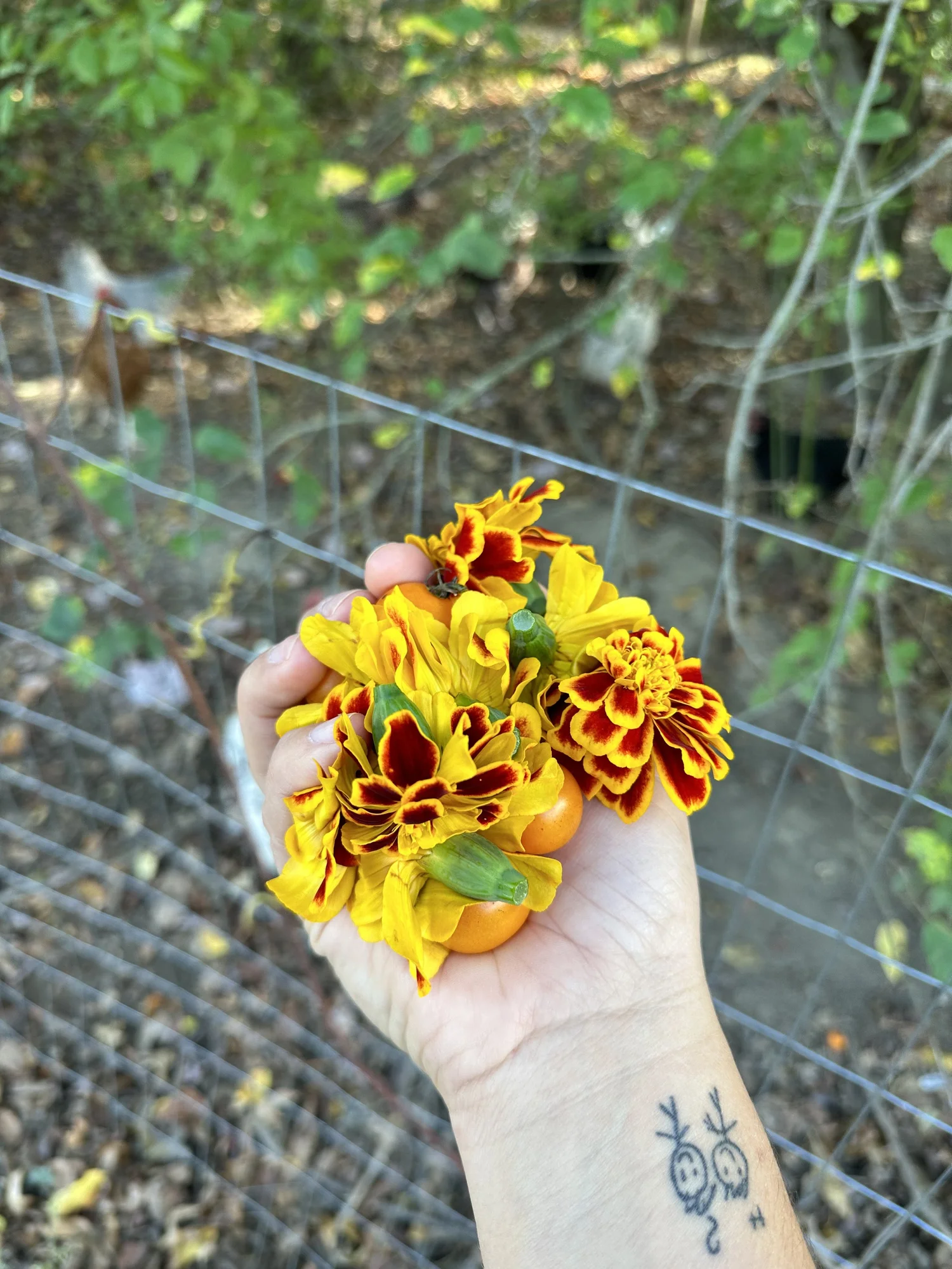 Chicken Garden — Purely Chickens